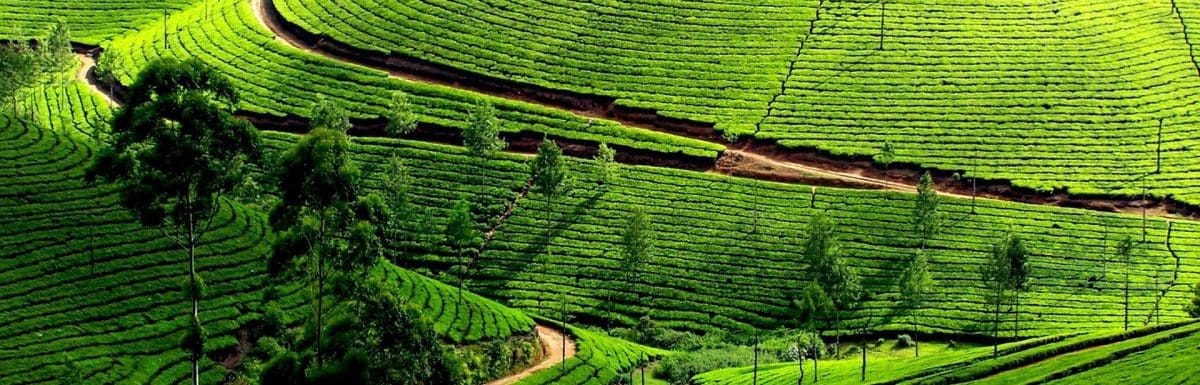 Best Time To Visit Munnar – Iris Holidays