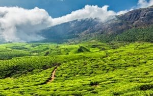 Best Time To Visit Munnar- Summer, Winter Or Monsoon? – Iris Holidays