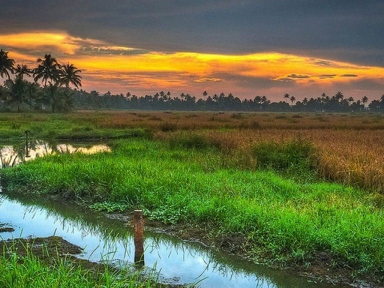 Your Pocket Guide To The Best Backwaters In Alleppey – Iris Holidays