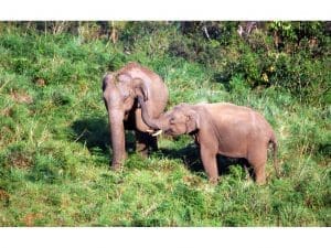 The Complete Gavi Kerala Ecotourism Guide: From Adventure Camping To ...