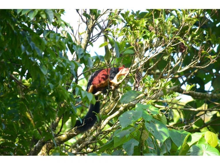 The Complete Gavi Kerala Ecotourism Guide: From Adventure Camping To ...