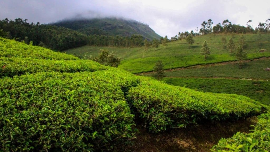 Coorg Vs Munnar- Which Is Best For You? (with Local Tips) – Iris Holidays