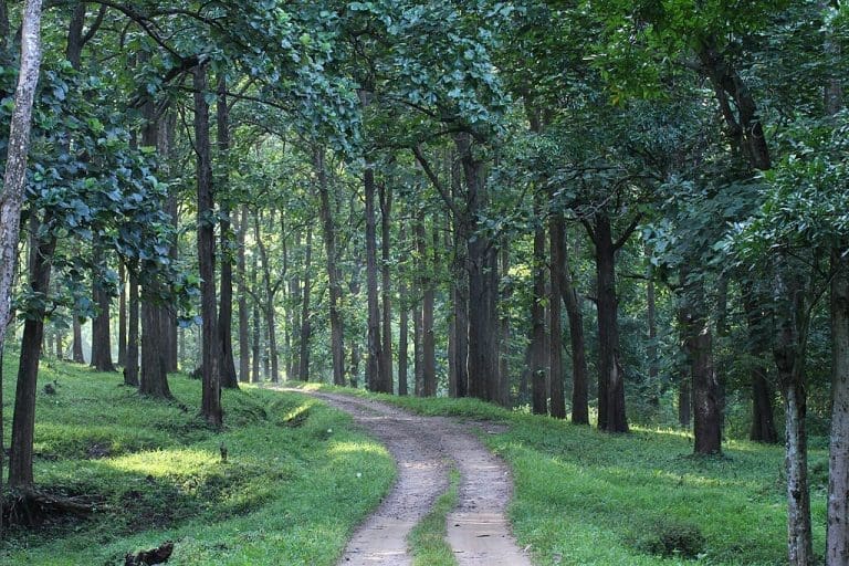 Parambikulam Tiger Reserve: Timings, Booking, Forest Stay – Iris Holidays