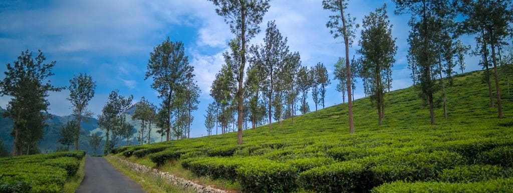 15 Most Fascinating Places To Visit In Wayanad In 2025 – Iris Holidays